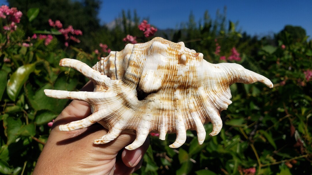 5.375" Millipede Spider Conch Seashell (1 Shell) - Lambis Millepeda - Etsy