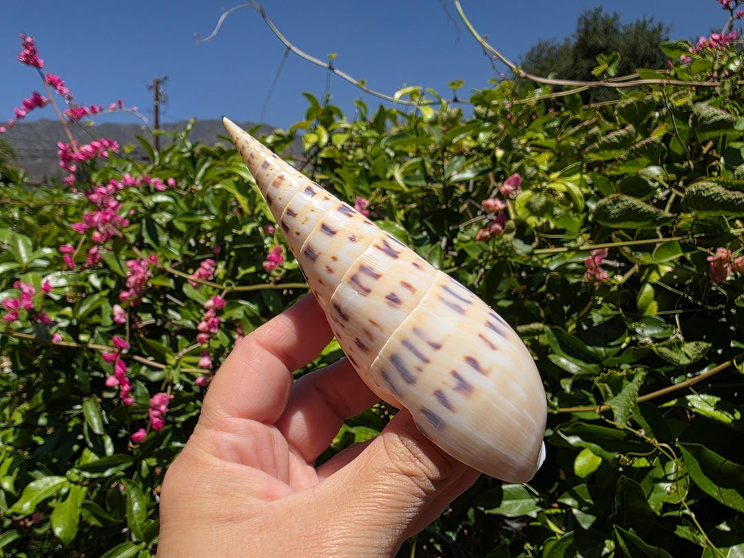 4.875" Marlinspike Auger Seashell (1 Shell) - Oxymeris Maculata ...