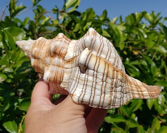 Striped Fox Shell - Etsy