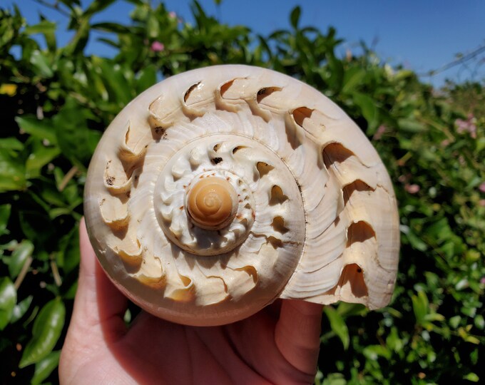 7.5 Melon Diadema Seashell 1 Shell Crowned Baler Shell Melo Diadema - Etsy