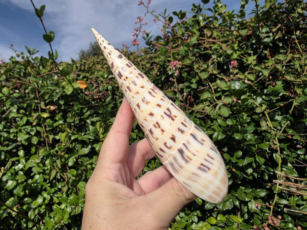 6.25" Marlinspike Auger Seashell (1 Shell) - Oxymeris Maculata ...