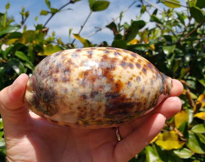 4.5 Tortoise Cowrie Seashell 1 Shell Chelycypraea Testudinaria Cypraea ...