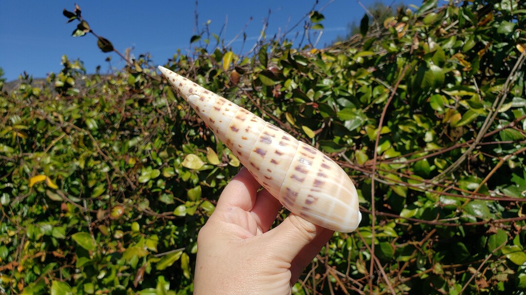 6.375" Marlinspike Auger Seashell (1 Shell) - Oxymeris Maculata ...