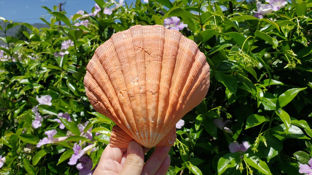 5.75 Orange Lion's Paw Shell 1 Half Shell/single - Etsy