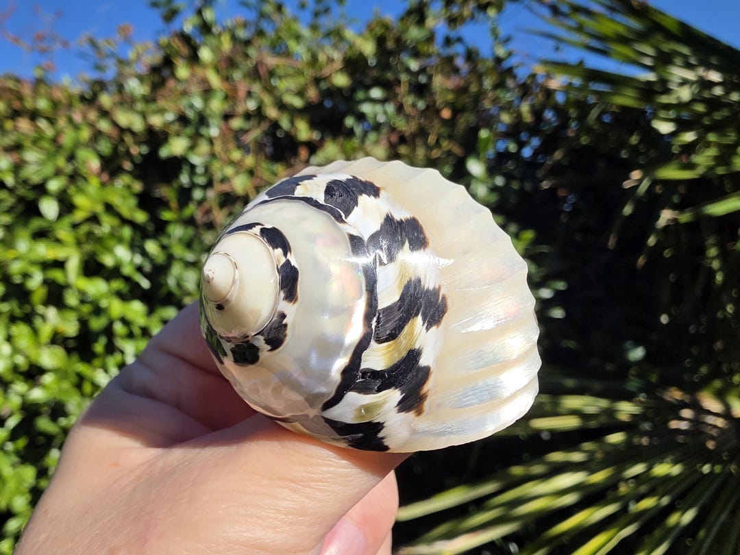 2.125" Polished Ribbed Pica Turbo Seashell (1 Shell) - Magpie - Etsy