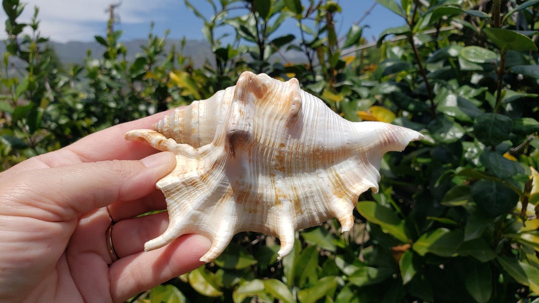 4.875 Spider Conch Seashell 1 Shell Lambis Lambis - Etsy