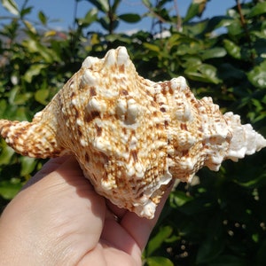 5 Giant Frog Seashell 1 Shell Tutufa Bubo Bursa Bubo Bursa Lampas ...