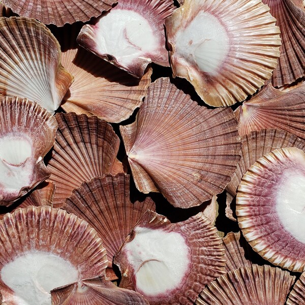 Scallop Seashells - Etsy