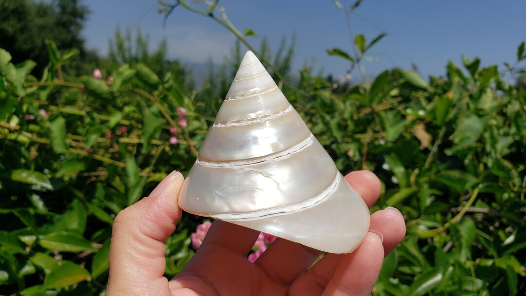 3" Pearl Troca Seashell (1 Shell) - Pearl Trochus - Niloticus - Etsy