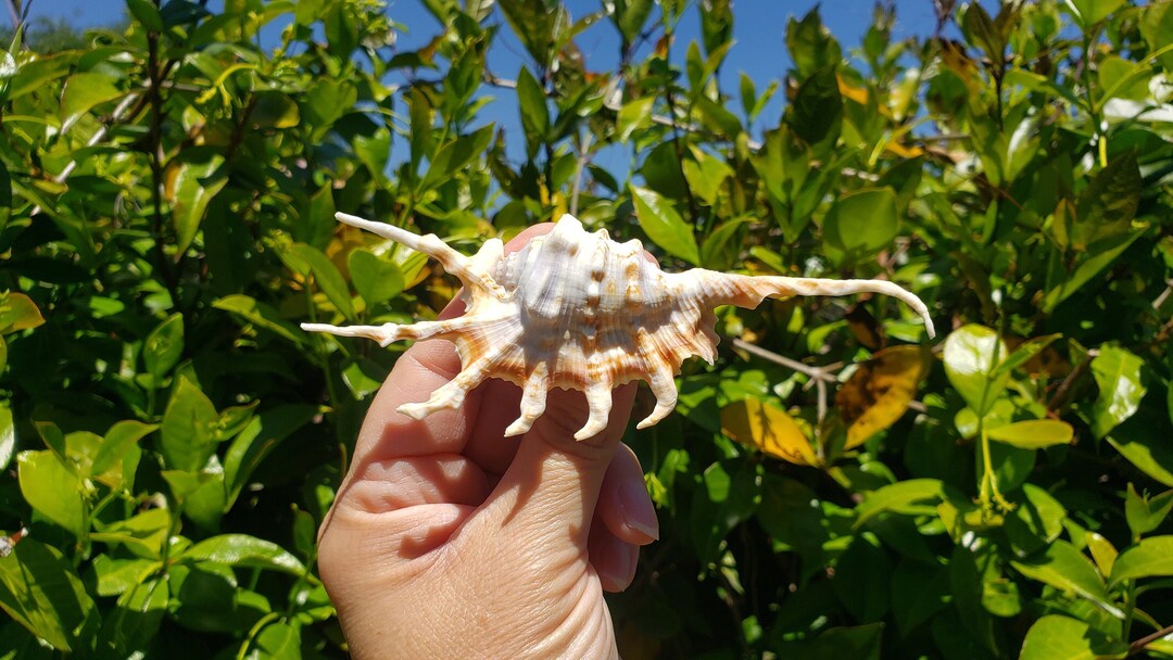 4.75 Scorpion Spider Conch Seashell 1 Shell Scorpion Conch Shell Lambis ...