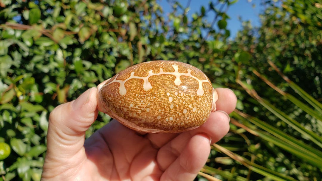 2.625 Map Cowrie Seashell 1 Shell Map Cowry Shell Leporicypraea Mappa ...