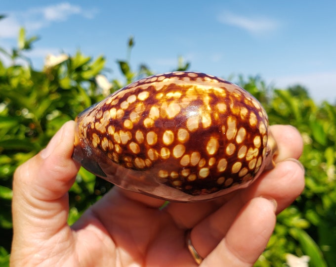 2.875 Humpback Cowrie Seashell 1 Shell Chocolate Cowrie Mourning Cowrie ...