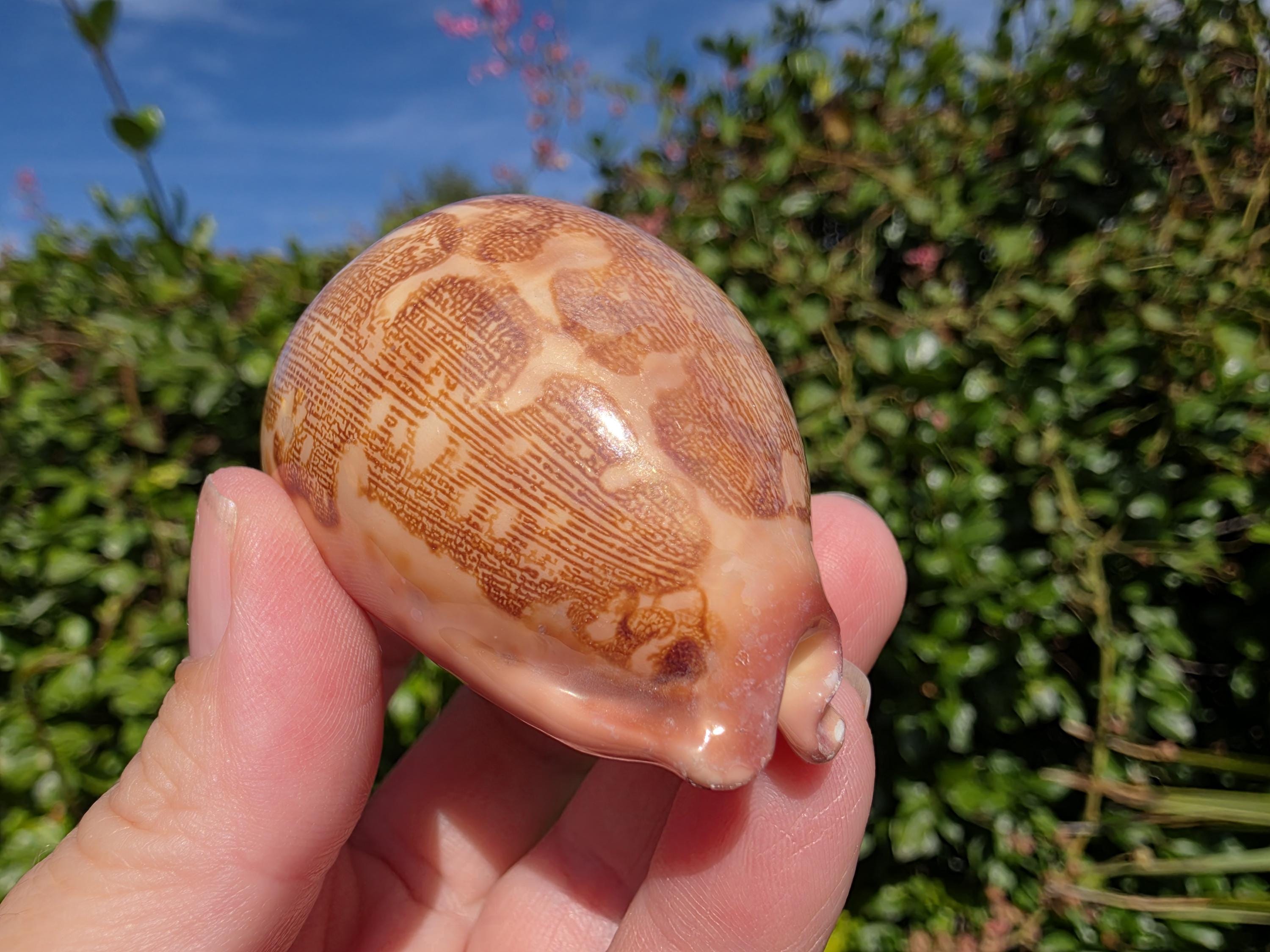2.625" Map Cowrie Seashell (1 Shell) - Map Cowry Shell - Leporicypraea ...