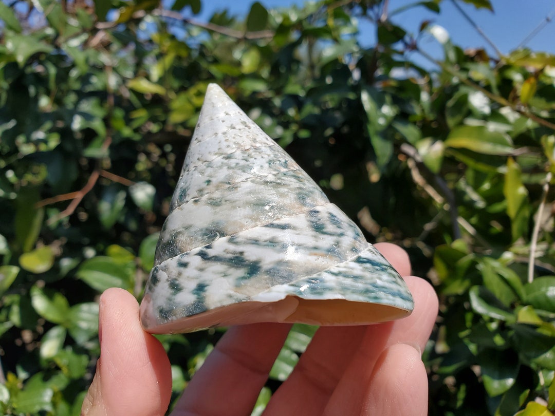 2.5 Polished Green Trochus Seashell 1 Shell Green - Etsy