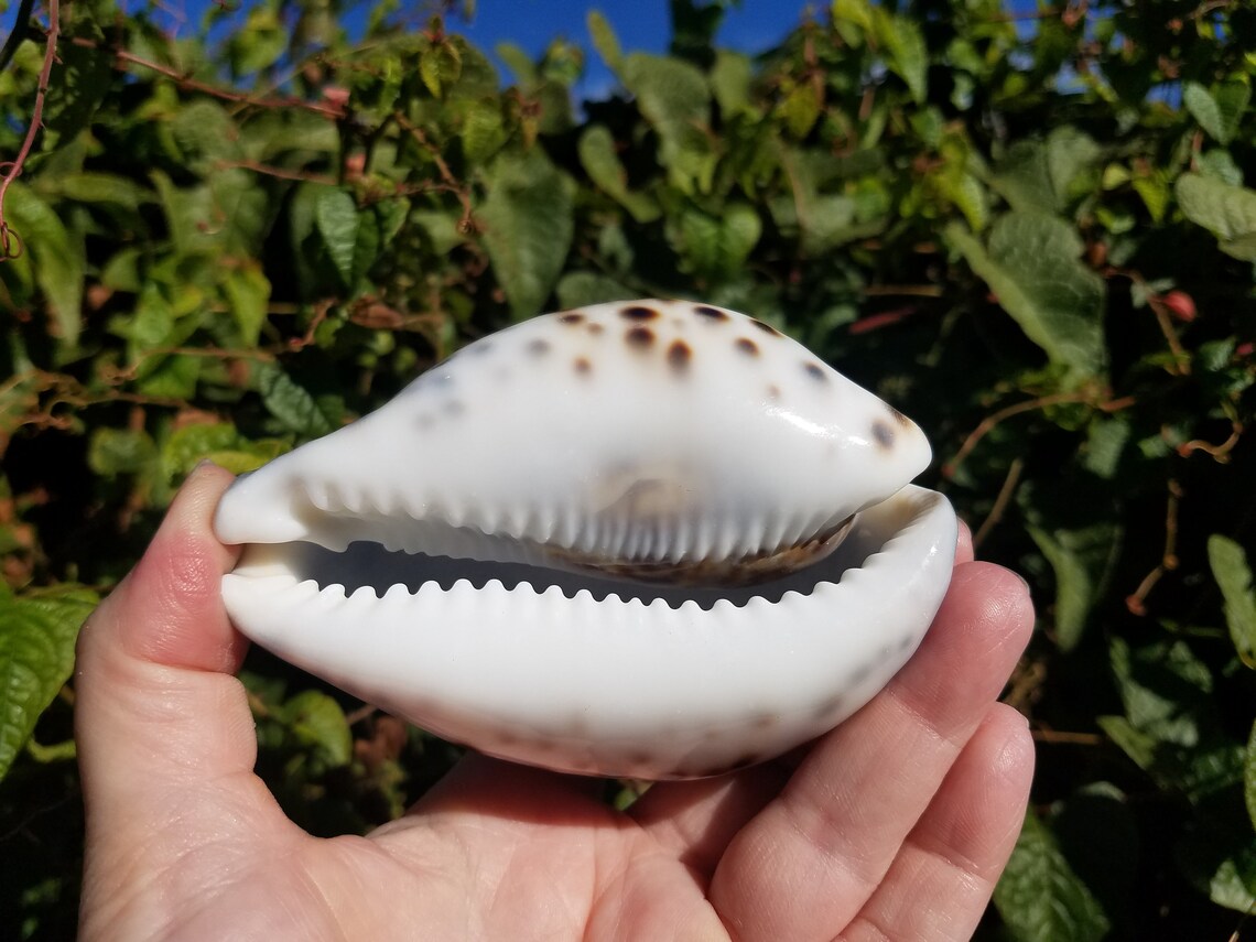Tiger Cowrie Shell Cypraea Tigris Natural Seashell Large | Etsy