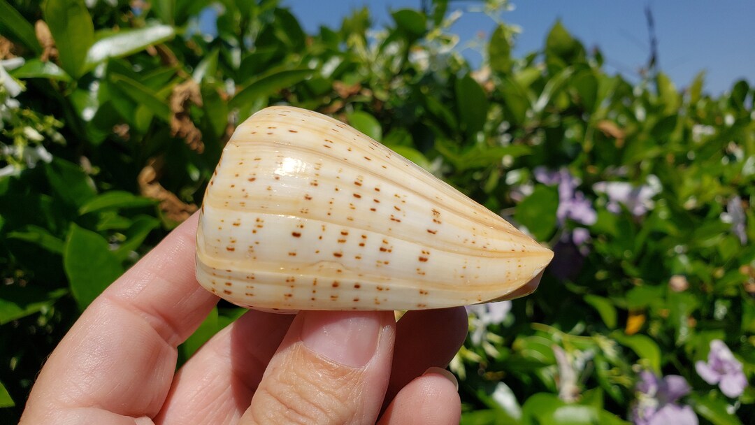 2.625" Beech Cone Seashell (1 Shell) - Conus Betulinus - Etsy