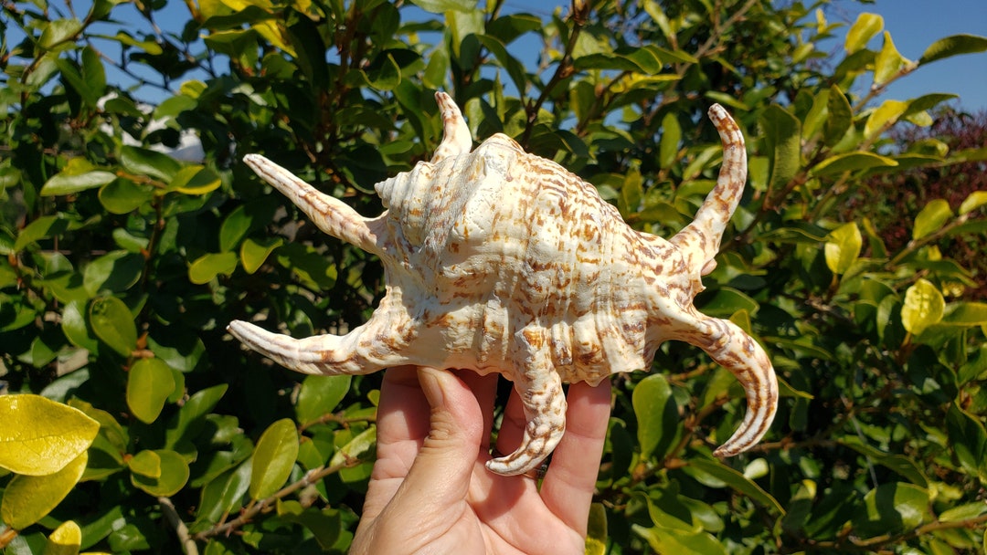 7.25 Chiragra Spider Conch Seashell 1 Shell Lambis Chiragra Spider ...