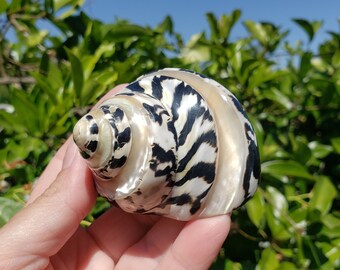 Floral & Garden Crafts 1 Shell - Banded Magpie Shell Banded West Indian ...
