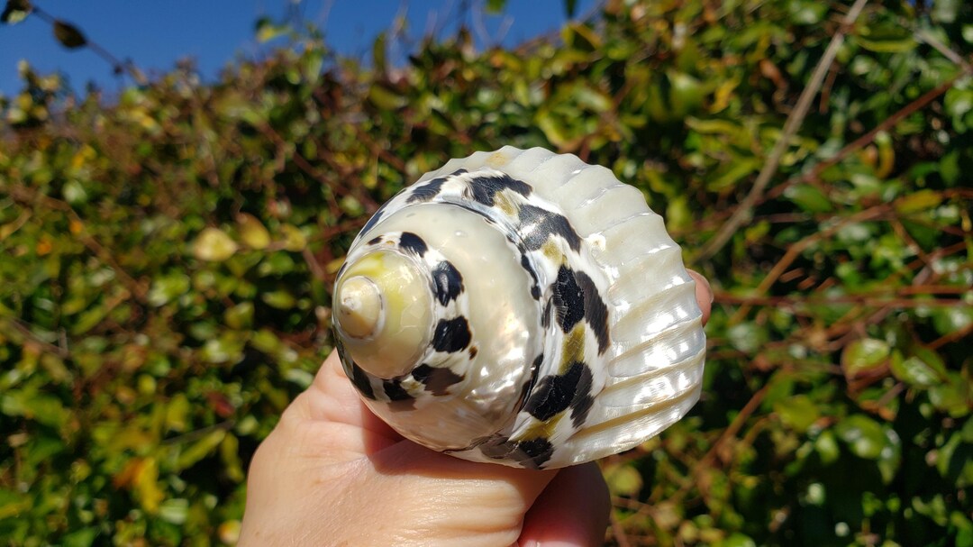 2.375" Polished Ribbed Pica Turbo Seashell (1 Shell) - Magpie - Etsy