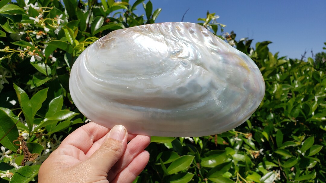 7.125" Cebu Clam Shell (half Shell/single) - Etsy