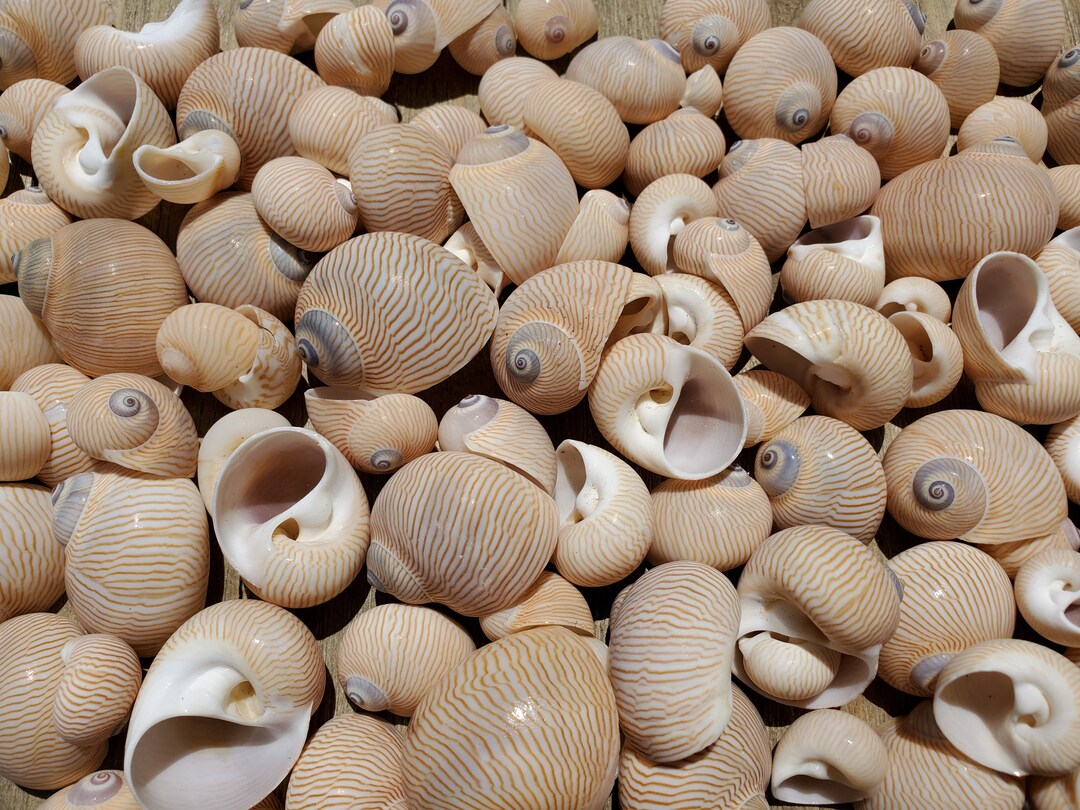 1-1.5" Lined Moon Snail Seashells (5 Shells) - Nautica Lineata - Craft ...