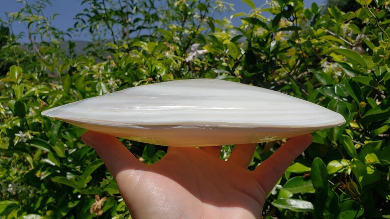 9" Cebu Clam Shell Pair (1 Attached Pair) - Etsy