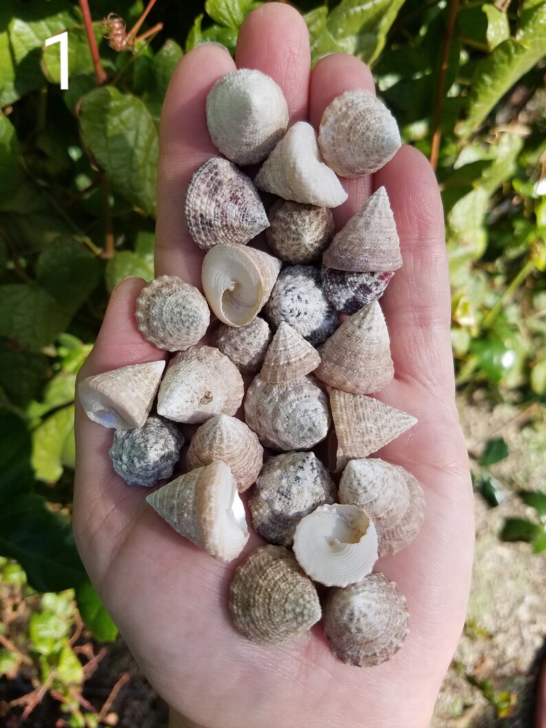 Natural Top Seashells 25 Shells Trochus Troca Shells - Etsy