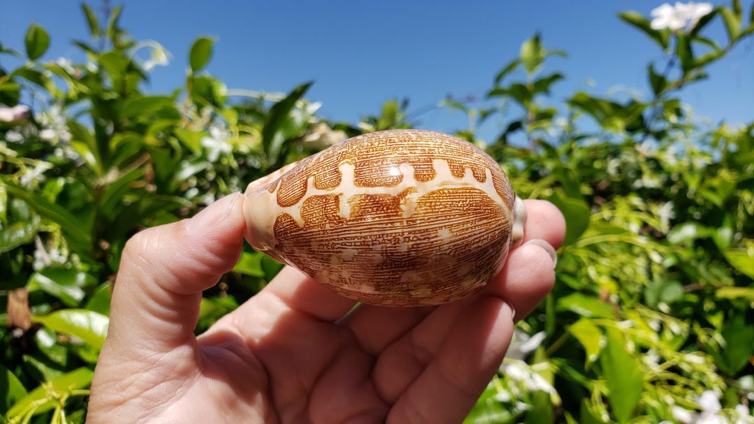 2.625" Map Cowrie Seashell (1 Shell) - Map Cowry Shell - Leporicypraea ...