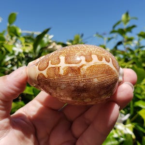 2.625" Map Cowrie Seashell (1 Shell) - Map Cowry Shell - Leporicypraea ...