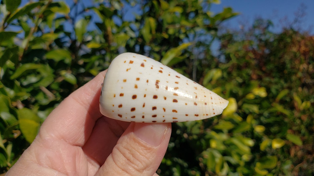 2.25 Beech Cone Seashell 1 Shell Conus Betulinus - Etsy