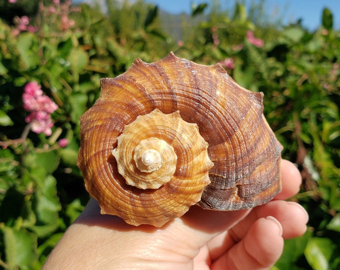 3 Rapana Rapiformis Seashell 1 Shell - Etsy