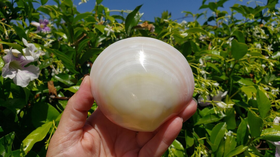 3.375" Polished Tiger Clam Shell Pair (1 Attached Pair) - Etsy