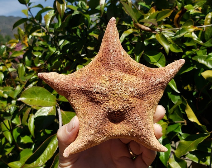 5.625 Bat Sea Star 1 Sea Star Patiria Miniata Sea Bat Webbed Star Broad ...