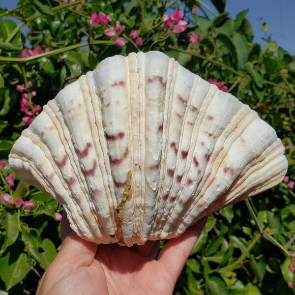 Clam Shell Prop - Etsy