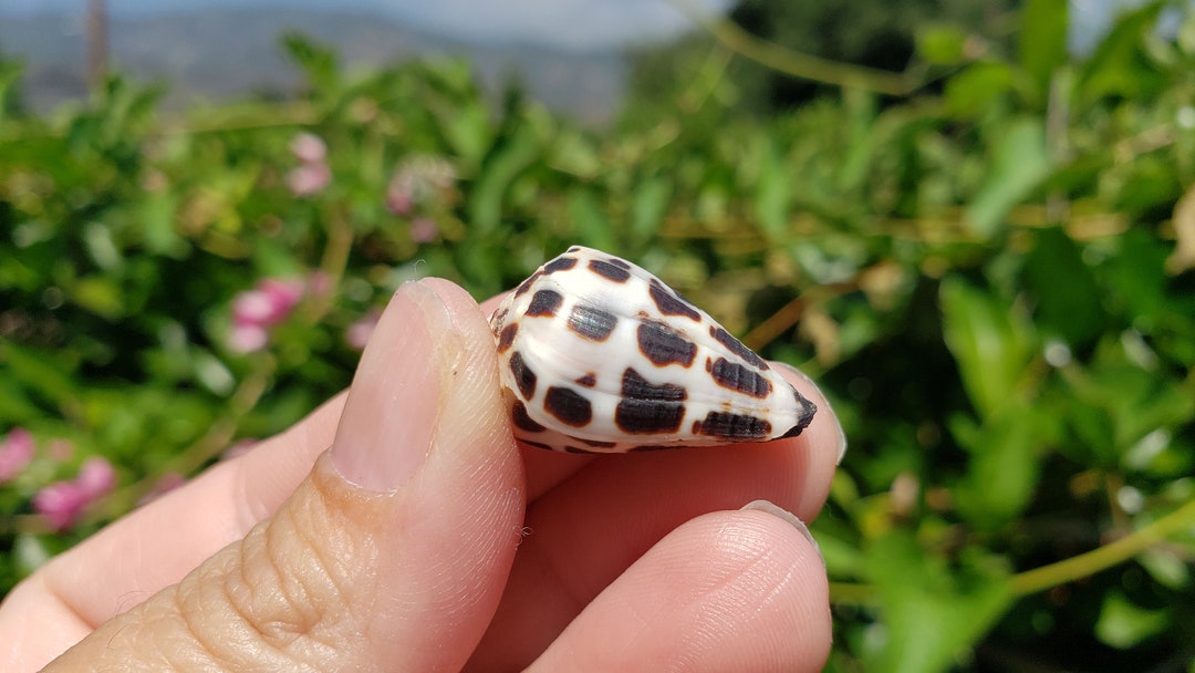 1 Hebrew Cone Seashell 1 Shell Conus Ebraeus Black and White Cone - Etsy