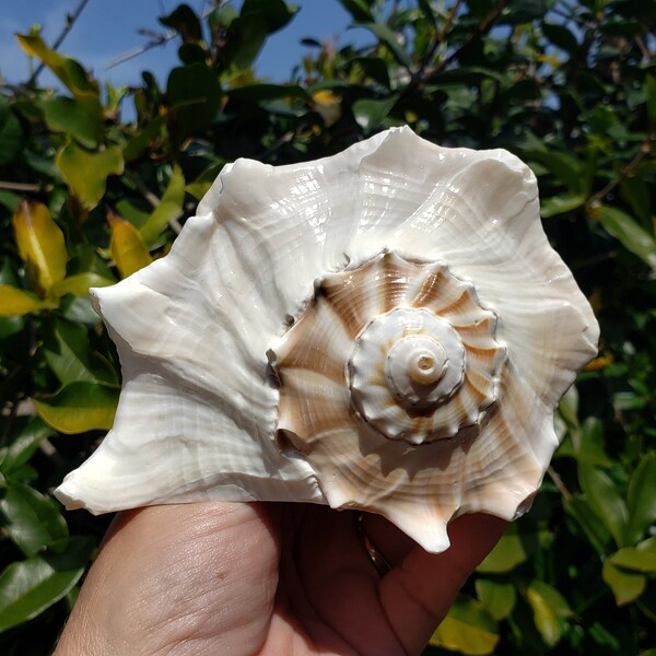Florida Whelk Shell - Etsy