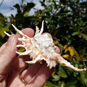 4.375 Scorpion Spider Conch Seashell 1 Shell - Etsy