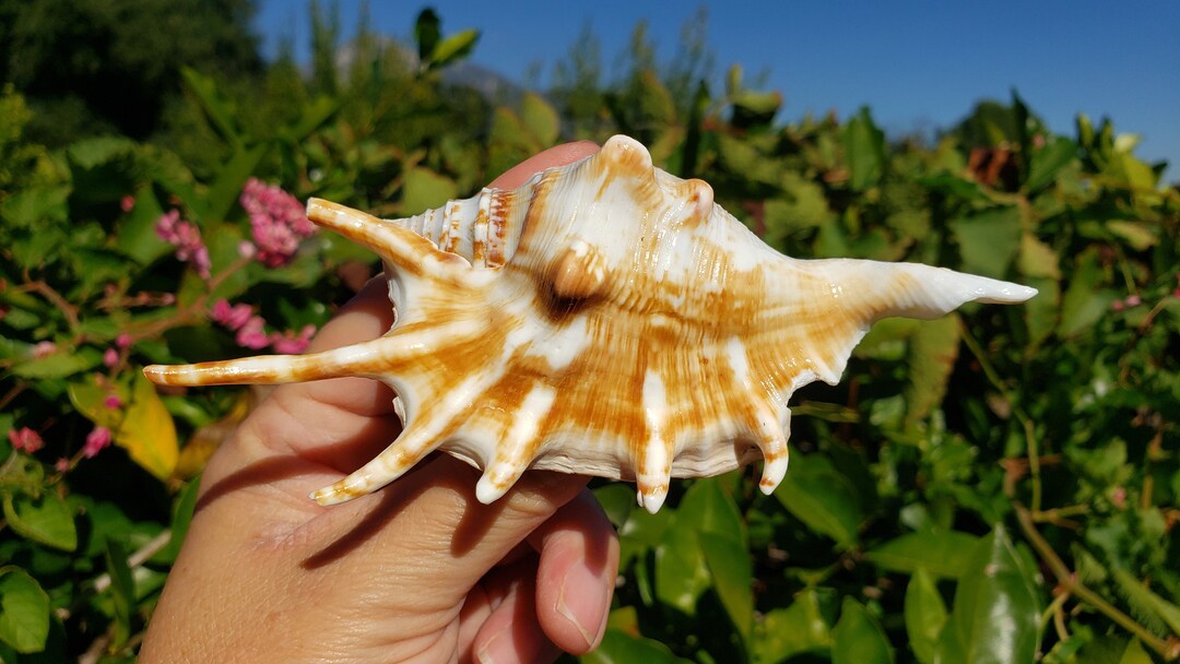 4.875" Spider Conch Seashell (1 Shell) - Lambis Lambis - Etsy