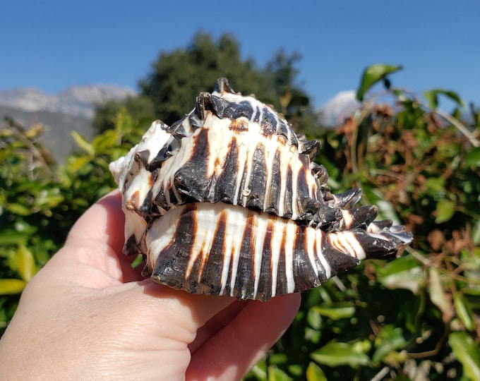 4" Black Murex Seashell (1 Shell) - Black and White Murex - Northern ...
