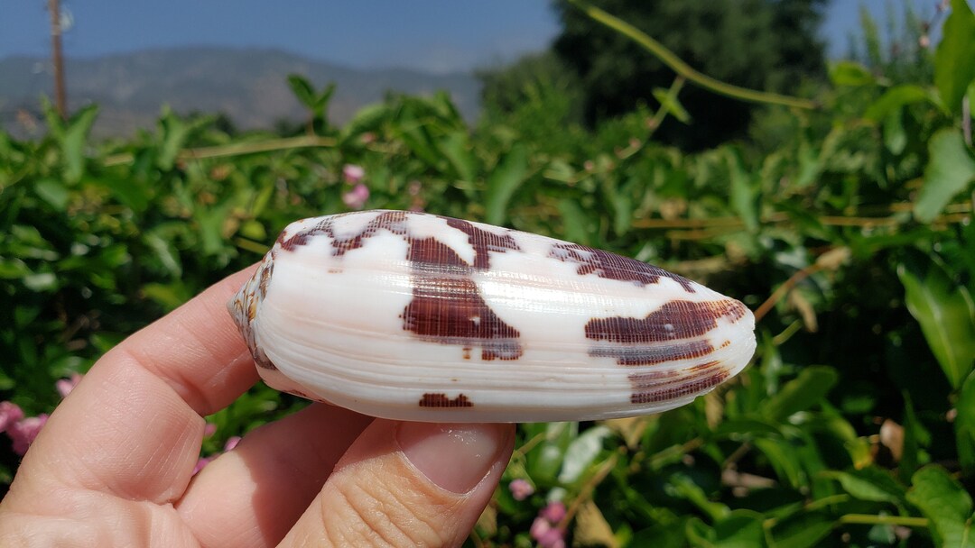 3.125" Striated Cone Seashell (1 Shell) - Conus Striatus - Etsy