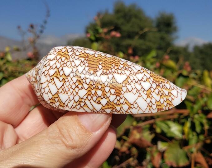 3.25 Textile Cone Seashell 1 Shell Cloth of Gold Cone Shell Conus ...