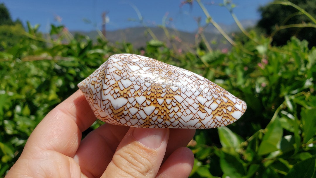 3.125 Textile Cone Seashell 1 Shell Cloth of Gold - Etsy