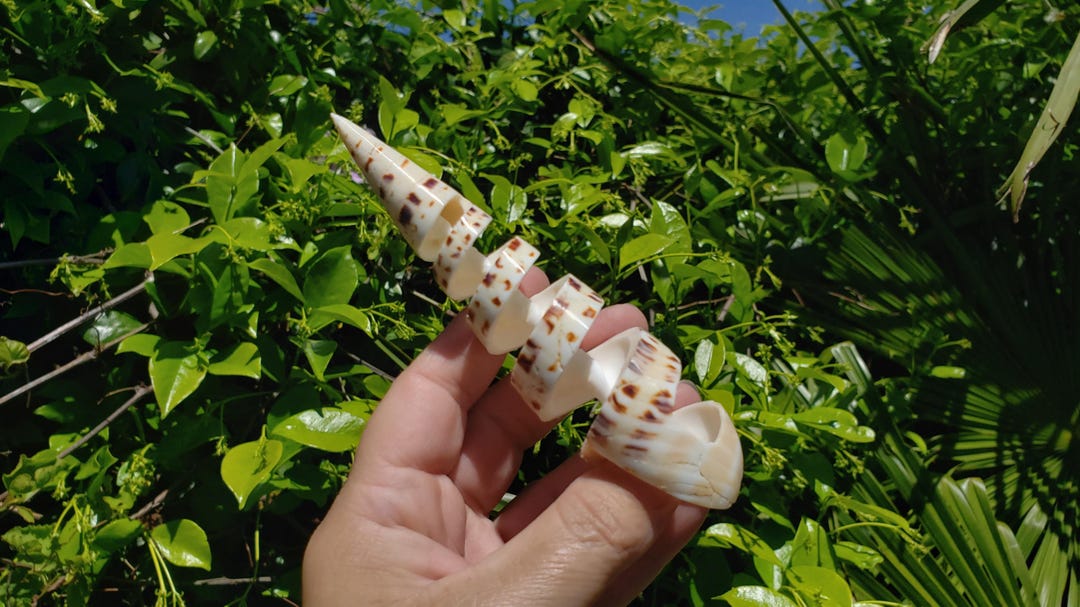 5" Spiral Cut Marlinspike Auger Seashell (1 Shell) - Oxymeris Maculata ...