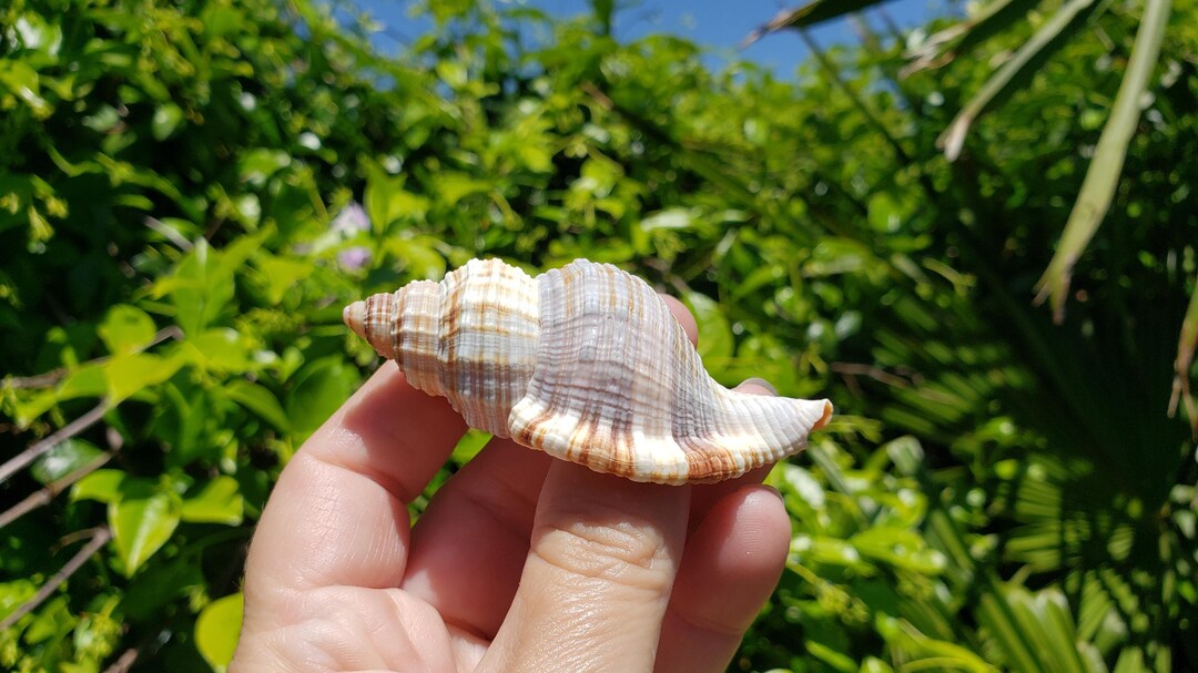 2.75" Hairy Triton Seashell (1 Shell) - Monoplex Pilearis - Cymatium ...