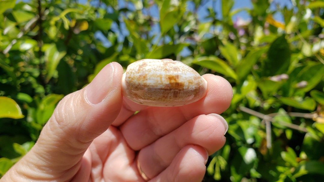 1.25" Tapering Cowrie Seashell (1 Shell) - Talostolida Teres - Tapering ...