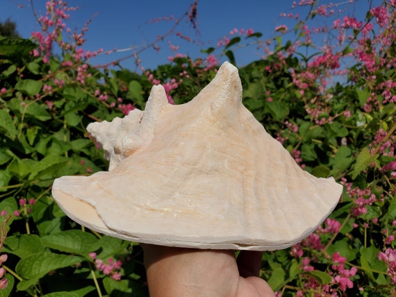 7.875 Slit-back Queen Conch Seashell Aliger Gigas - Etsy