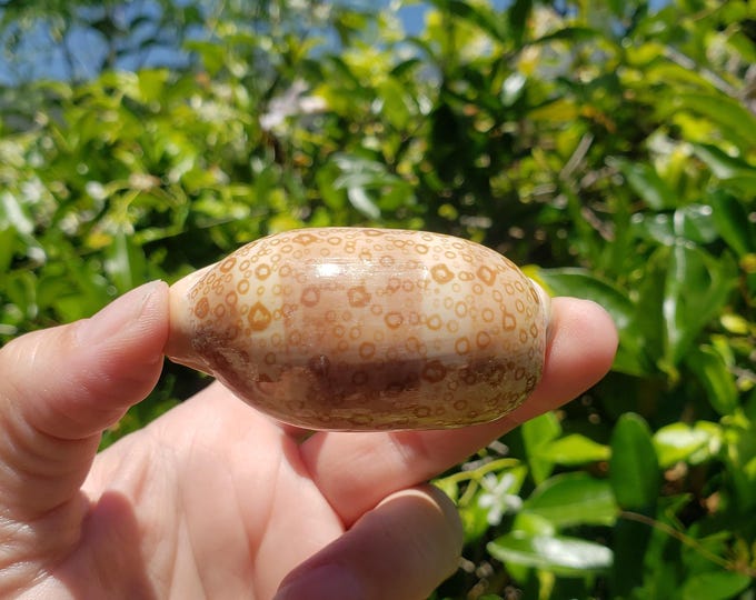 2.5" Eyed Cowrie Seashell (1 Shell) - Arestorides Argus - Cypraea Argus ...