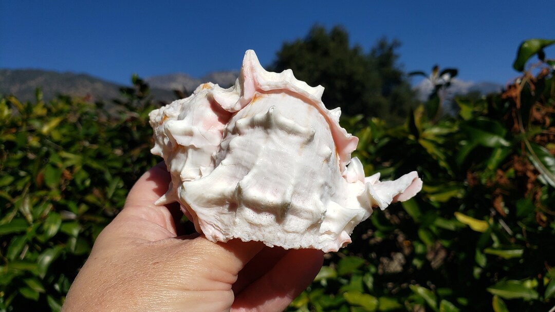 4.5 Pink Murex Seashell 1 Shell Hexaplex Erythrostomus Pink-mouthed Murex Shell - Etsy