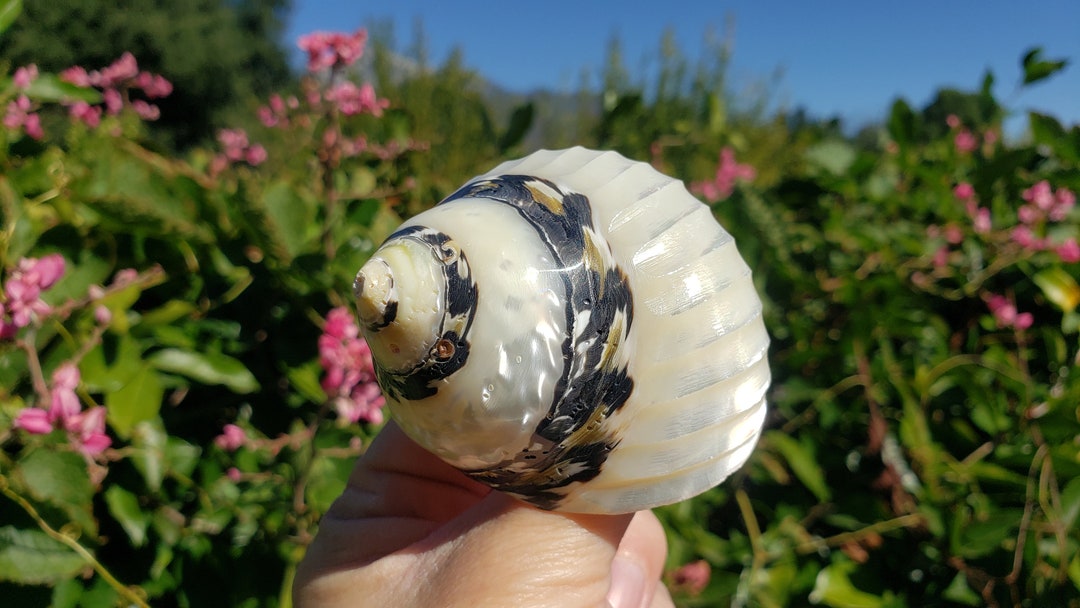 2.5 Polished Ribbed Pica Turbo Seashell 1 Shell Magpie - Etsy