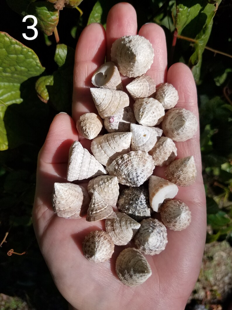 Natural Top Seashells 25 Shells Trochus Troca Shells - Etsy